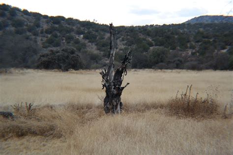 Premium Photo Traces Of A Tree After A Lightning On The Plain