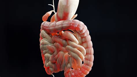 Sigmoid Flexure Bilder Durchsuchen 583 Archivfotos Vektorgrafiken Und Videos Adobe Stock