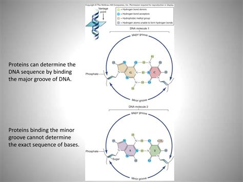 PPT Control Of Gene Expression PowerPoint Presentation Free Download ID