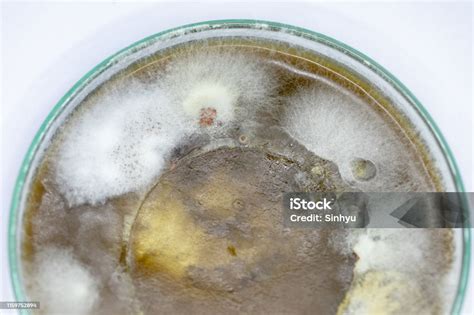 특징의 배경과 박테리아와 곰팡이의 다른 모양의 식민지는 미생물학 실험실에서 교육을위한 토양 샘플에서 한천 판에 성장 0명에 대한 스톡 사진 및 기타 이미지 Istock