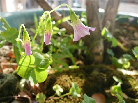 Adonis Blog 美麗的紫花酢漿草