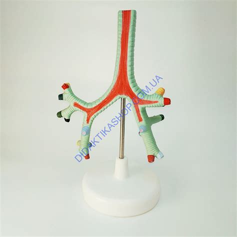 Бронхіальне дерево модель купити в Києві Didaktikashop