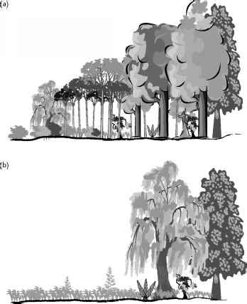 Edge Characteristics And Effects Forest Ecology Ecology Center
