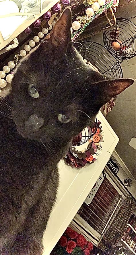 my friends cat magic just kinda looks at me r whatswrongwithyourcat