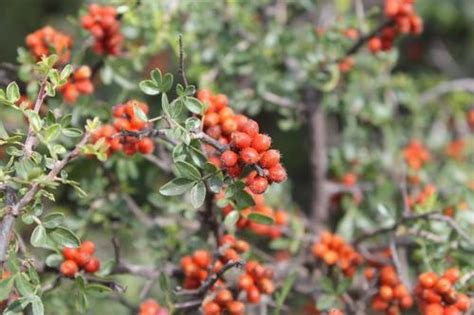 Agrillo Rhus Microphylla