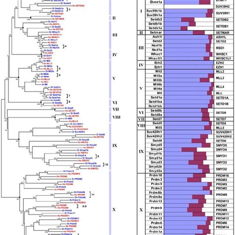 Zebrafish Set Domain Genes Download Table