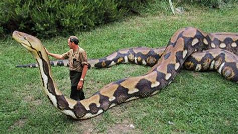 Full Grown Reticulated Python