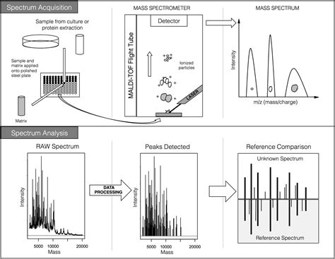 Tof Mass Spectrometer
