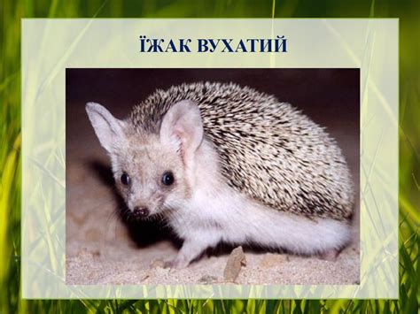 Тварини та рослини Червоної книги України презентация онлайн