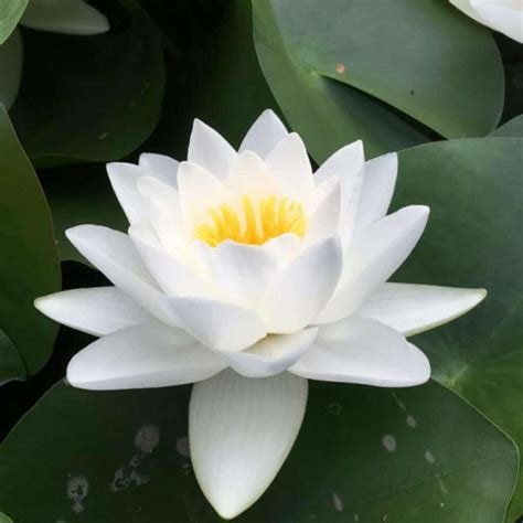 Virginalis Water Lily Chalily Ponds And Gardens
