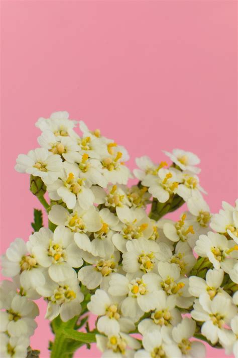 Achillea Arvensis Fond Photo Gratuite Sur Pixabay Pixabay