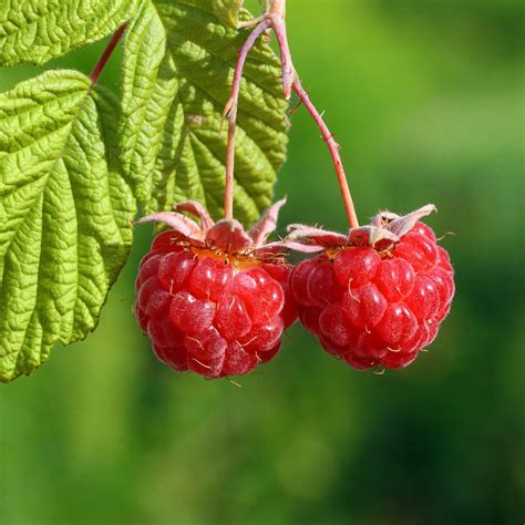 Red Raspberry Seeds Rubus Idaeus Tasty Nutritious H2fsdfruit Rich In Vitamins Garden Patio