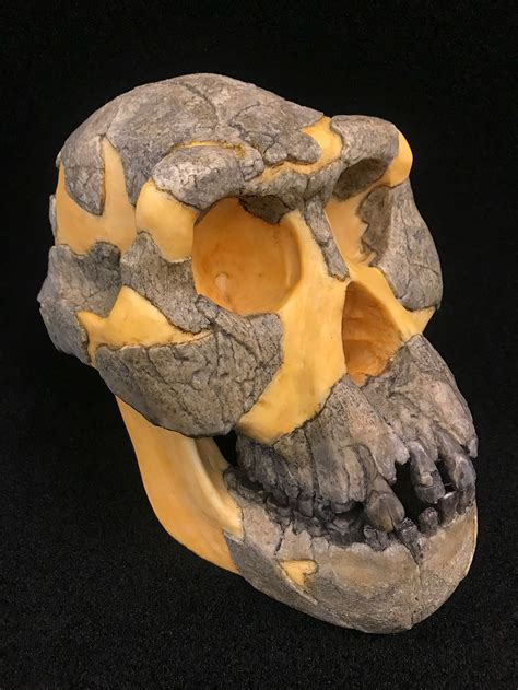 Australopithecus Afarensis Mchenry County College