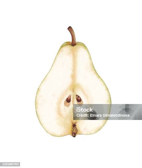 줄기로 반으로 자른 손으로 그린 배 조각 흰색에 고립 된 수채화 그림 건강한 채식 음식 건강한 식생활에 대한 스톡 벡터 아트 및 기타 이미지 Istock