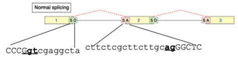 Genetic Diagnosis 1 Point Mutations And Genomic Rearrangement