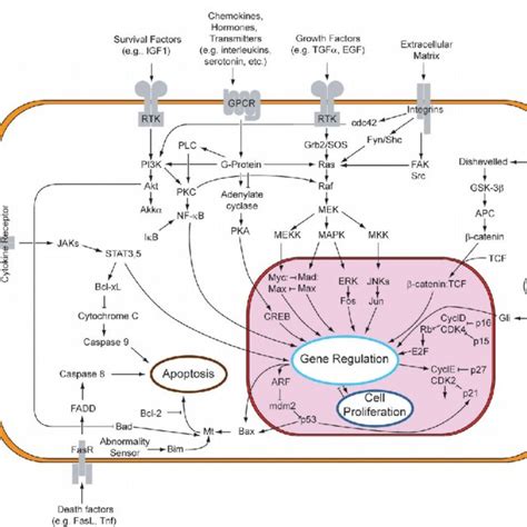 1 Schematic Of The Major Signaling Pathways Relevant To Human Cancer