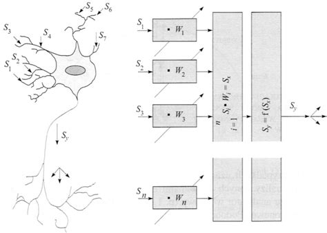 Principle Of Operation Of Ann Comparison With A Biological Neuron