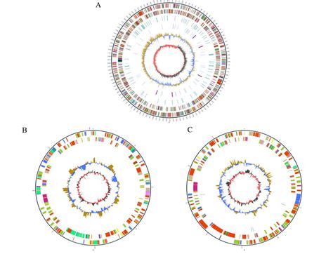 菌株全基因组测序whole Genome Sequencing 食醋酿造菌种保藏管理中心