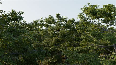 E Cycles The Fastest Render Engine For Blender Release Available Now By