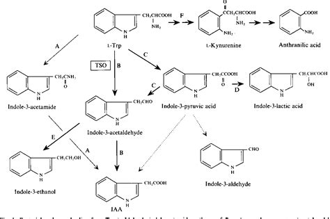 Figure 1 From Indole 3 Acetic Acid Iaa Synthesis In The Biocontrol Strain Cha0 Of Pseudomonas