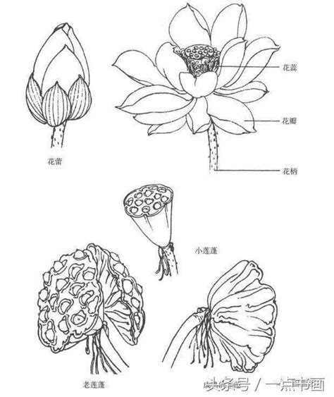线描荷花 堆糖美图壁纸兴趣社区