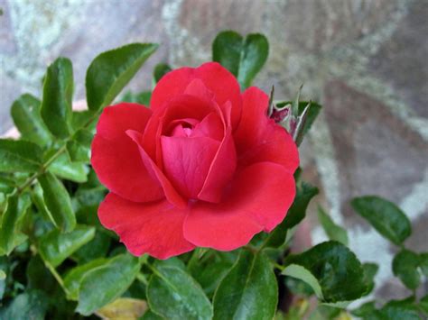 图片素材 厂 花瓣 红 植物群 灌木 罗莎 Floribunda 宏观摄影 开花植物 花园玫瑰 玫瑰家庭 罗萨 年生植物 陆地植物 2240x1680