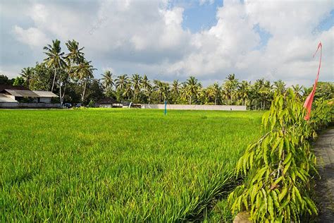 Rice Fields Of Bali Country Bali Rice Plant Photo Background And