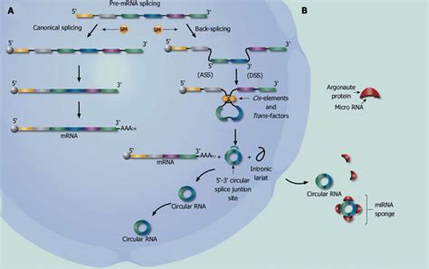 Biogenesis And Function Of Circular Rnas A In The Nucleus A Single Download Scientific