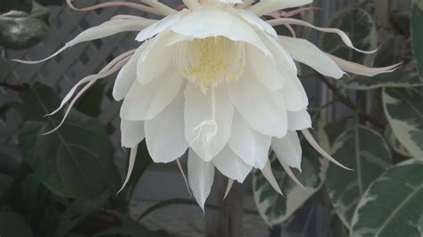 月下美人 Youtube