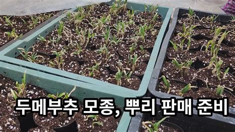 두메부추 모종 뿌리 판매 준비 Youtube