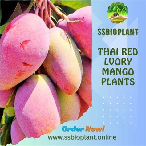 Well Watered Tai Red Lvory Mango Plant For Fruits Type Tissue
