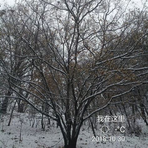 茶条槭丛生茶条槭高度2到10米冠幅2到6米耐寒园林绿化树苗 阿里巴巴