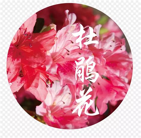 粉色简约杜鹃花海报PNG图片素材下载 图片编号qemvapxq 免抠素材网