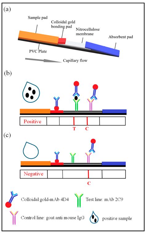Monoclonal Antibodies In Pregnancy Tests At Miguelina Cotten Blog