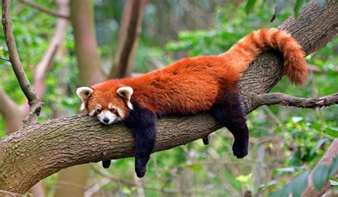 One Quarter Of Earths Species May Be Extinct By 2100