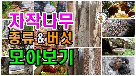 자작나무 종류와 버섯들 몽땅보기 Youtube