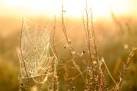 새벽에이 슬 방울과 거미의 웹 근접 촬영 태양이 상승 하기 전에 젖은 잔디 물 방울과 거미 웹 자연 배경입니다 0명에 대한 스톡 사진 및 기타 이미지 Istock