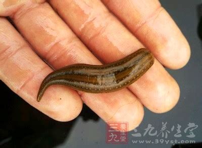 蚂蟥虫子 蚂蟥图片大全虫子 蚂蟥 大山谷图库