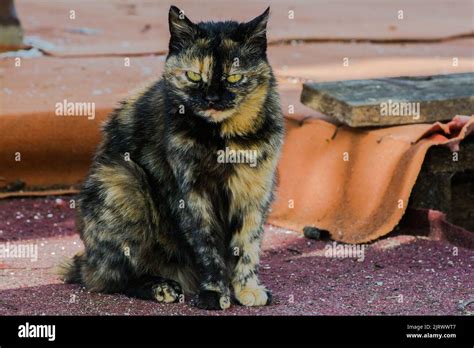 Yellow And Black Cat 20 Black Cat Breeds You Need To Know Purewow
