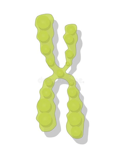 Genome In The Structure Of Dna Genome Sequence Telo Mere Is A