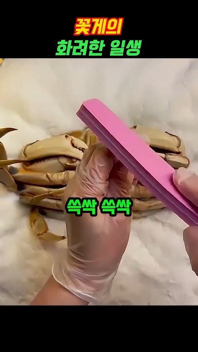 꽃게의 화려한 일생 Youtube