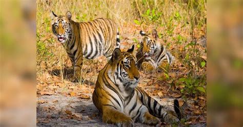Tigers Exceed Capacity In Bandhavgarh Tiger Reserve Panic Spread In 96