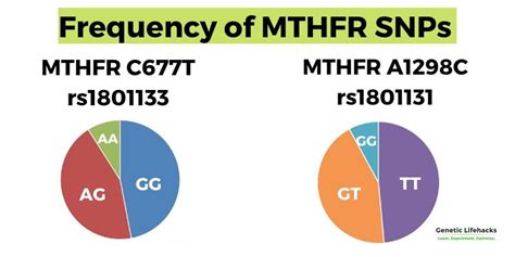 Mthfr How To Check Your Data For C677t And A1298c Genetic Lifehacks