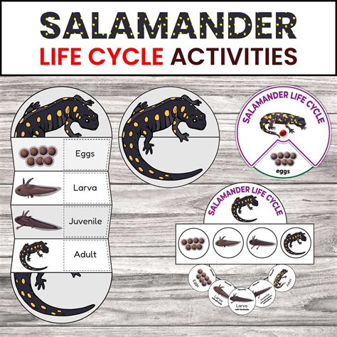 Salamander Life Cycle Activities Homeschool Printable Foldable