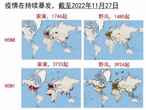 陈化兰：中国禽流感免疫防控策略引领全球，欧美国家禽流感防控开始由“扑杀”向“ 行业信息交流杂谈 鸡病专业网论坛