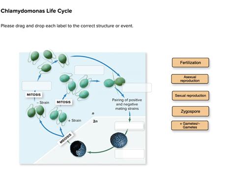 SOLVED Chlamydomonas Life Cycle Please Drag And Drop Each Label To The