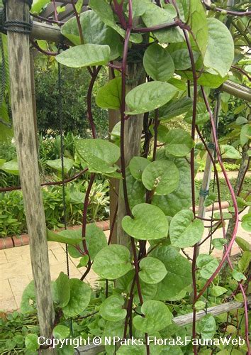 Nparks Basella Alba Rubra