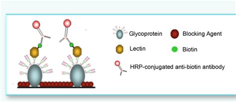 Figure 1 From Optimization Of The Enzyme Linked Lectin Assay For Enhanced Glycoprotein And