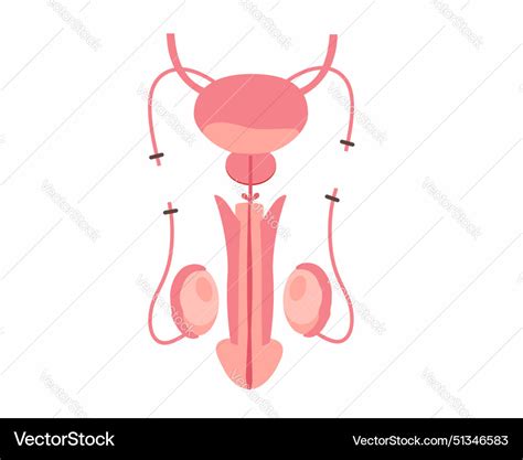 Vasectomy Man Reproductive Anatomy After Surgery Vector Image