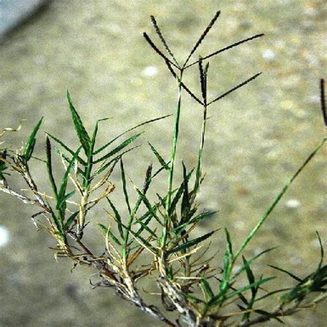 Weed Detection Object Detection Dataset And Pre Trained Model By Krishibot